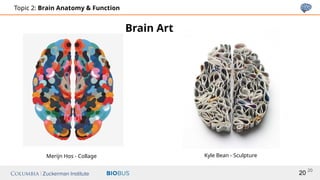 Slides Topic 2_ Brain Anatomy _ Function.pptx