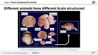 Slides Topic 2_ Brain Anatomy _ Function.pptx