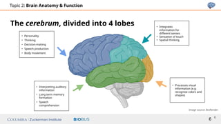 Slides Topic 2_ Brain Anatomy _ Function.pptx