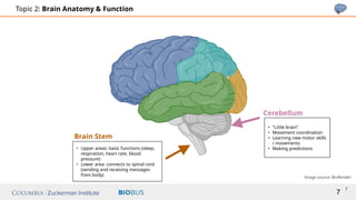 Slides Topic 2_ Brain Anatomy _ Function.pptx