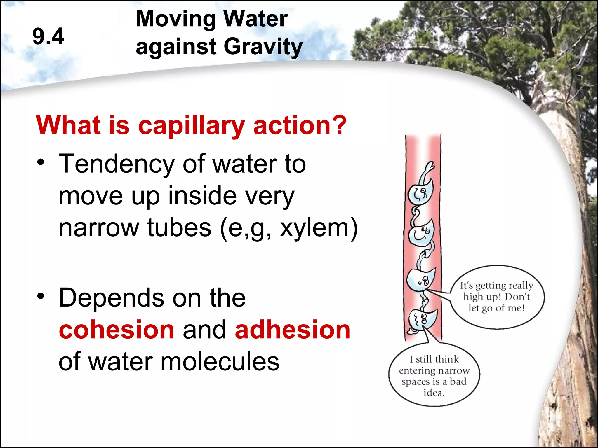 Slides transpiration pull | PPT