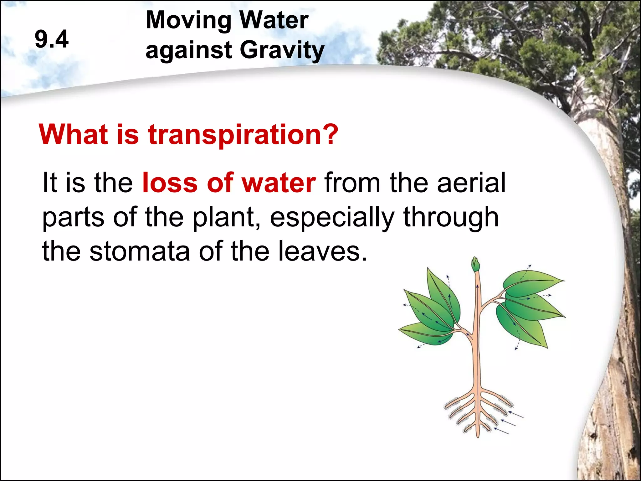 Slides transpiration pull | PPT