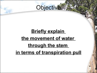 Slides transpiration pull | PPT