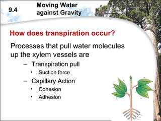 Capillary Action In Plants Animation