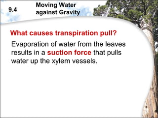 Transpiration Pull Experiment