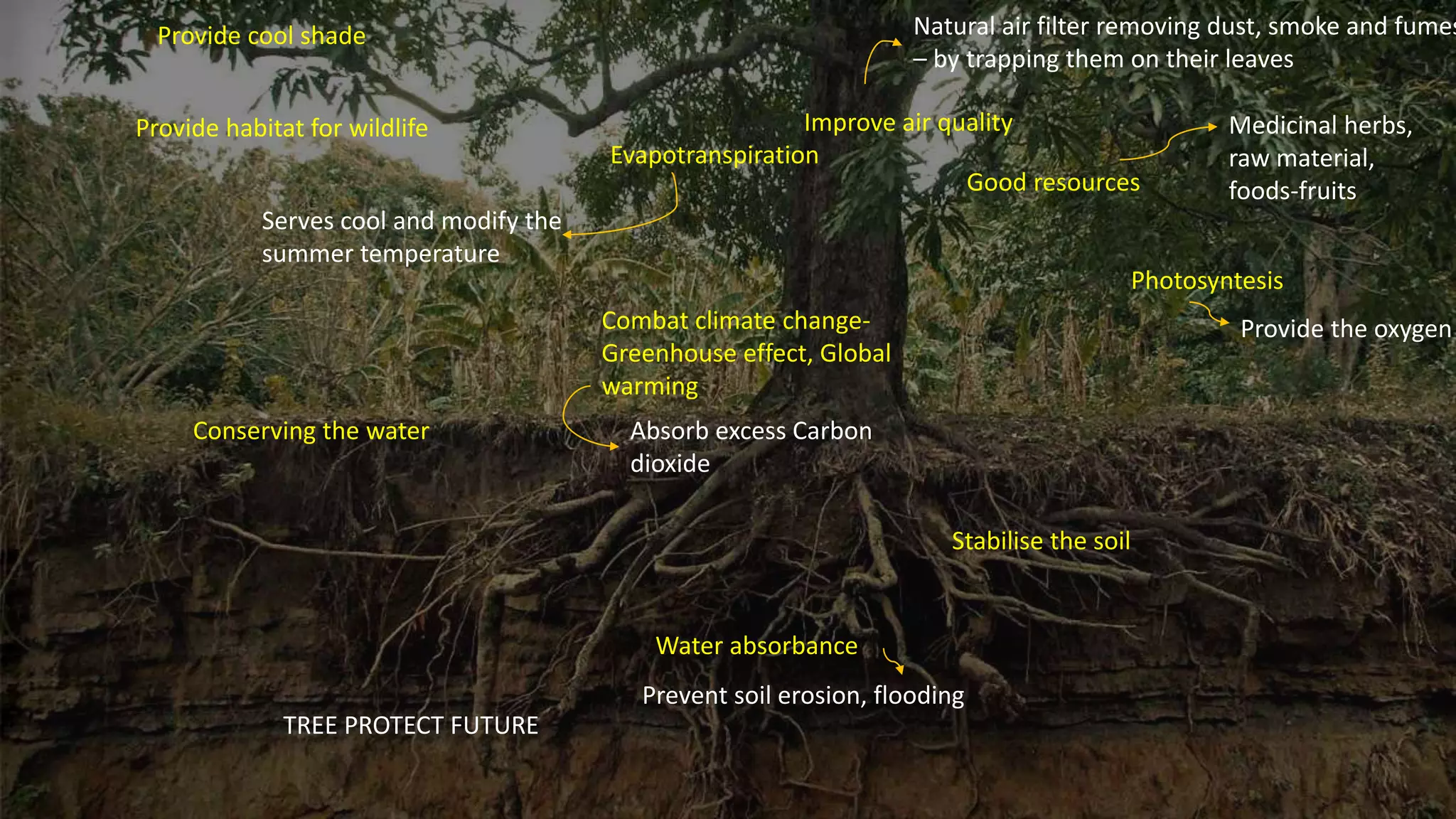 Tropical Rainforest Biomes | PPT