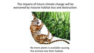 Tropical Rainforest Biomes | PPT