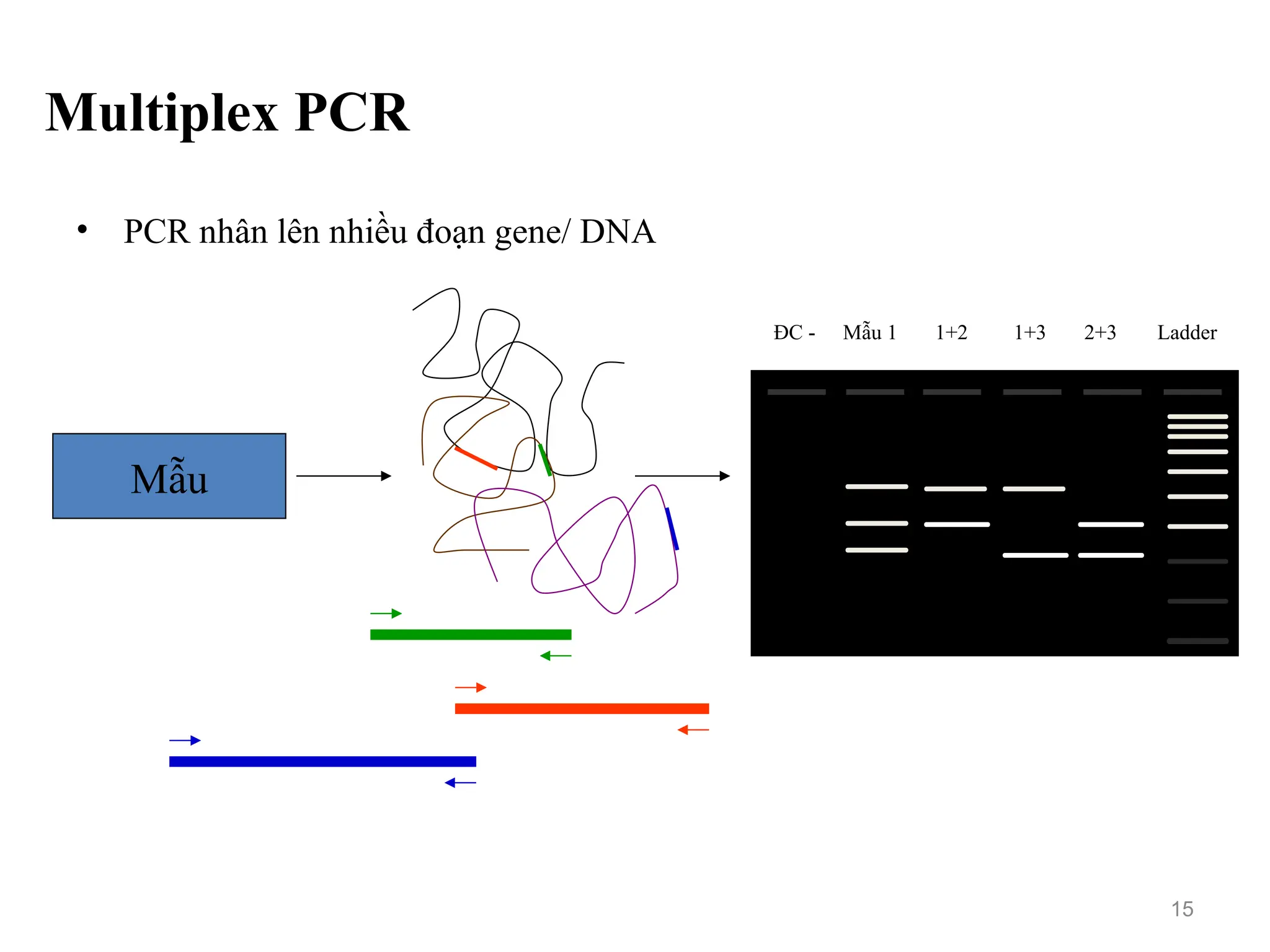 Slide tham khảo về tách chiết, PCR và điện di ADN.ppt