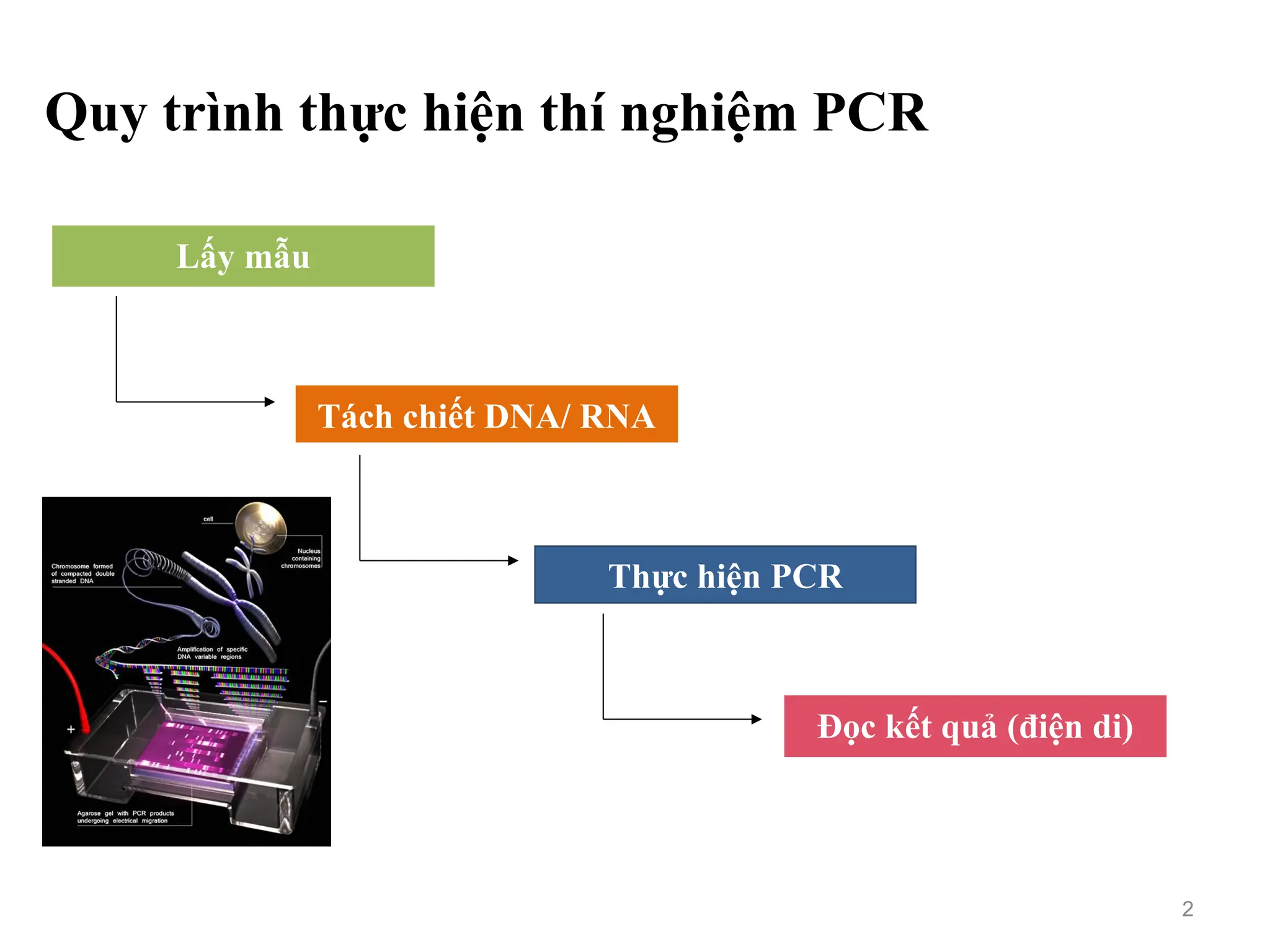 Slide tham khảo về tách chiết, PCR và điện di ADN.ppt