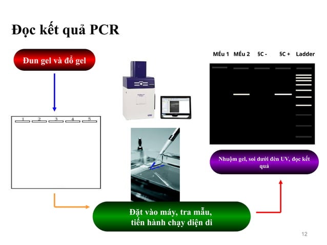 Slide tham khảo về tách chiết, PCR và điện di ADN.ppt