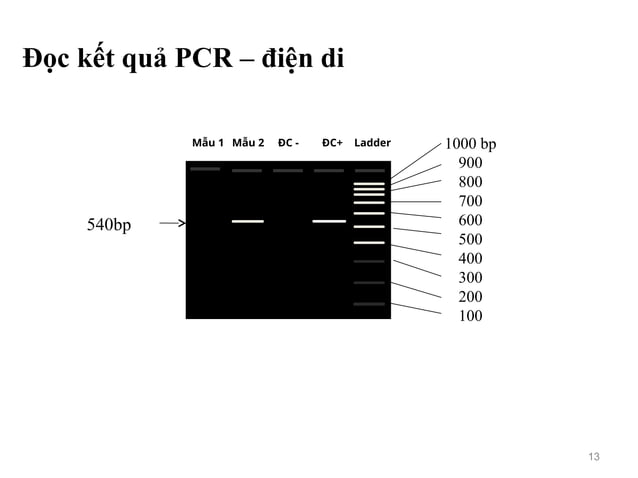 Slide tham khảo về tách chiết, PCR và điện di ADN.ppt