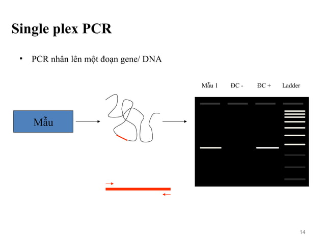 Slide tham khảo về tách chiết, PCR và điện di ADN.ppt