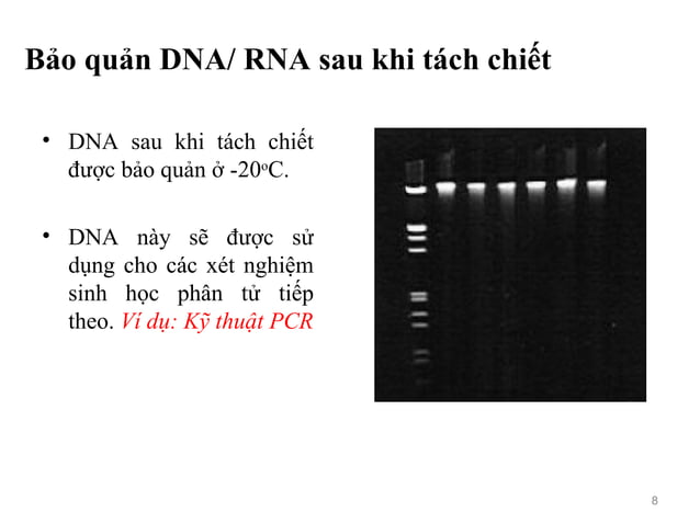 Slide tham khảo về tách chiết, PCR và điện di ADN.ppt