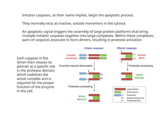 Apoptosis in cell biology for undergrad students | PPTX