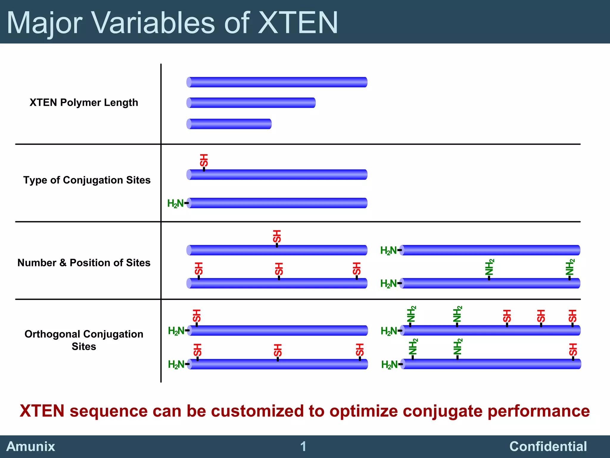 XTEN Conjugation v1 | PDF