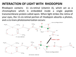 CHEMISTRY OF VISION BY C.U.EBONG | PPT