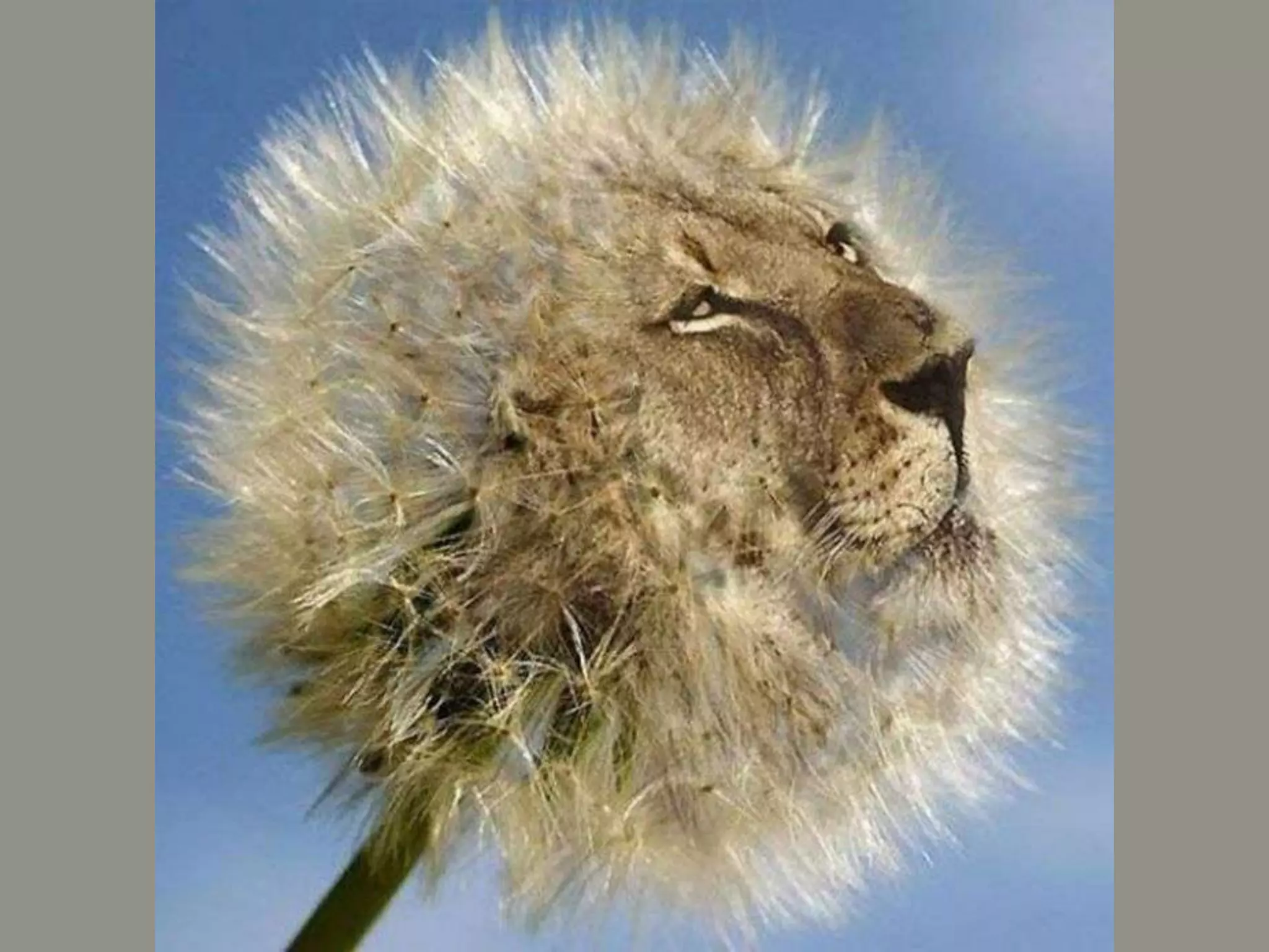 Photoshop Fails | PPTX