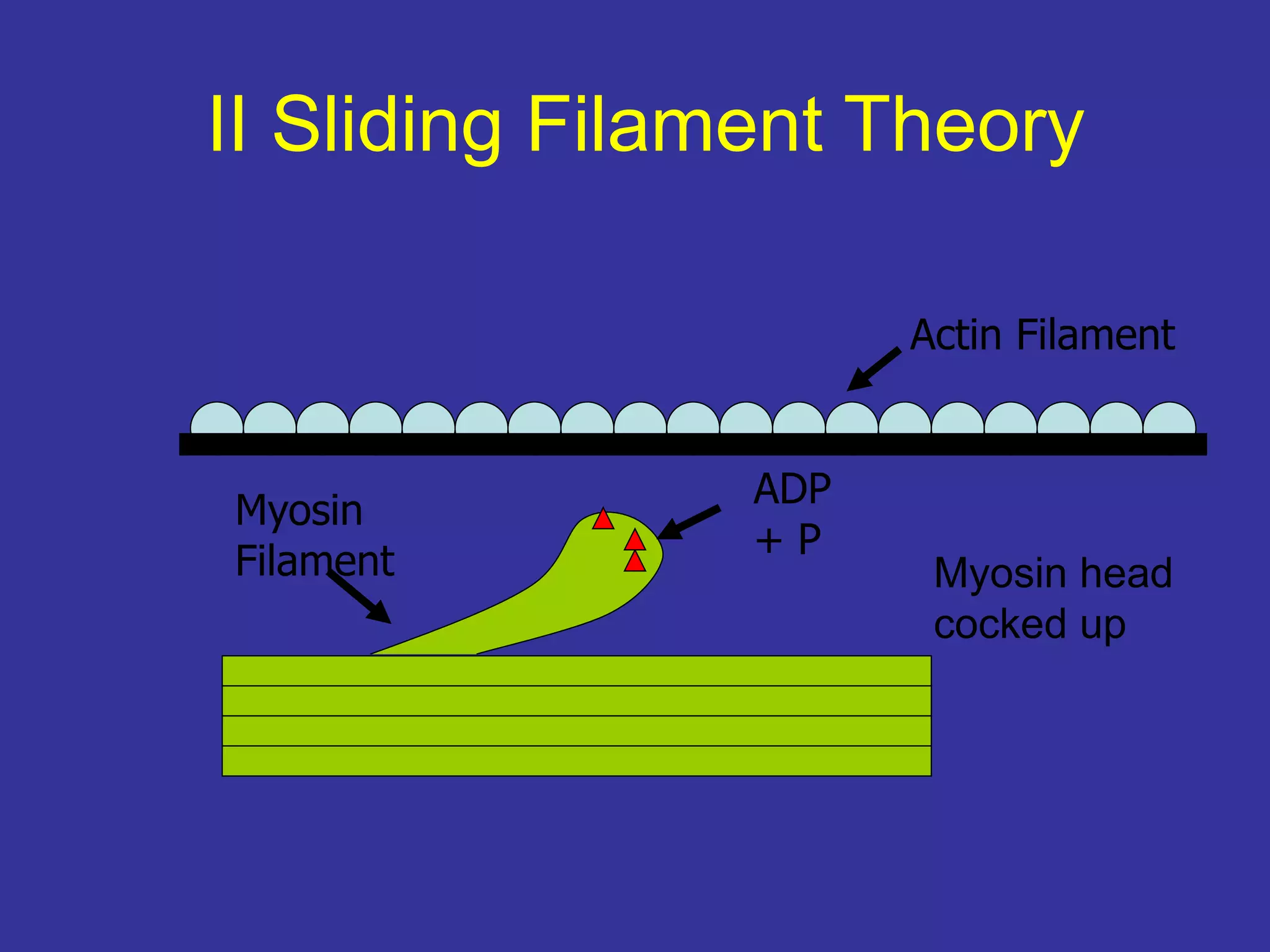 sliding_filament.ppt