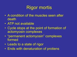 sliding_filament.ppt