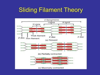sliding_filament.ppt