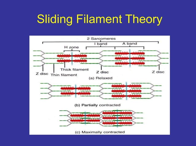 sliding_filament.ppt | Chemistry | Science
