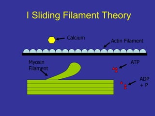 sliding_filament.ppt