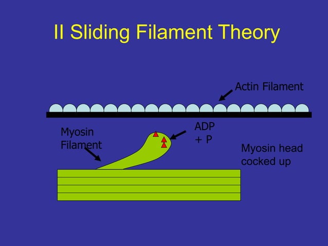 sliding_filament.ppt | Chemistry | Science