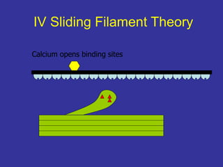 sliding_filament.ppt