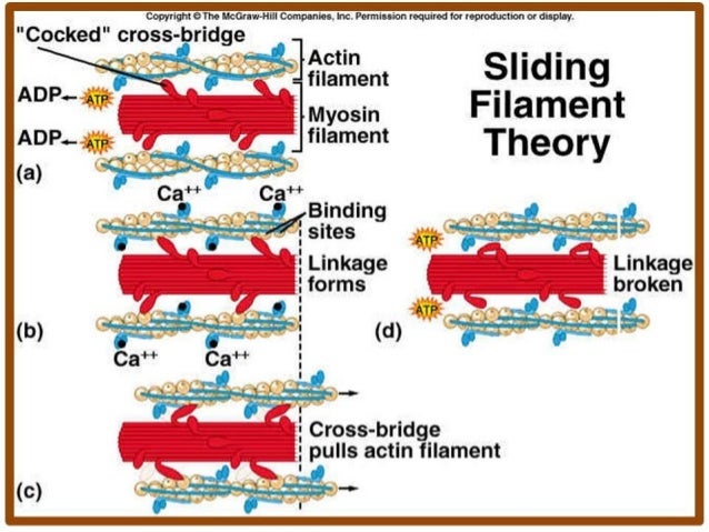 Sliding Filament Theory