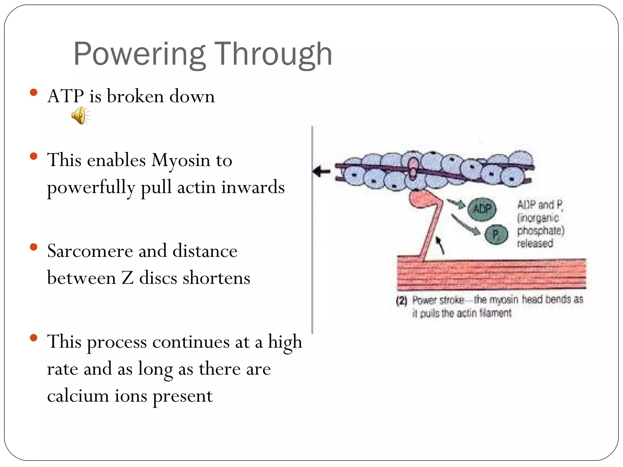 Sliding filament theory muscle contraction | PPT
