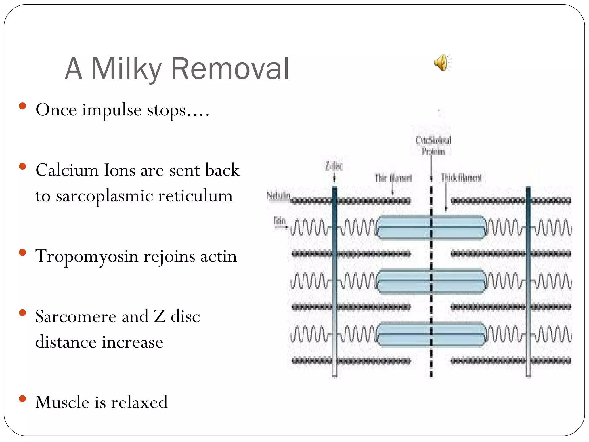 Sliding filament theory muscle contraction | PPT