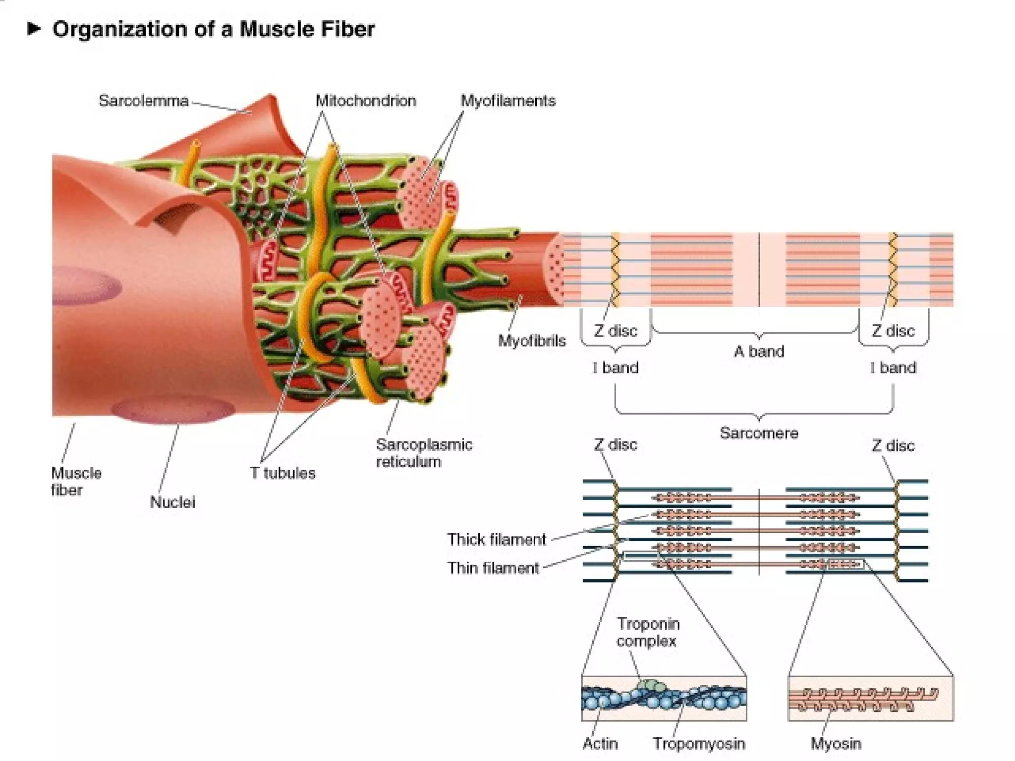 Sliding filament theory muscle contraction | PPT