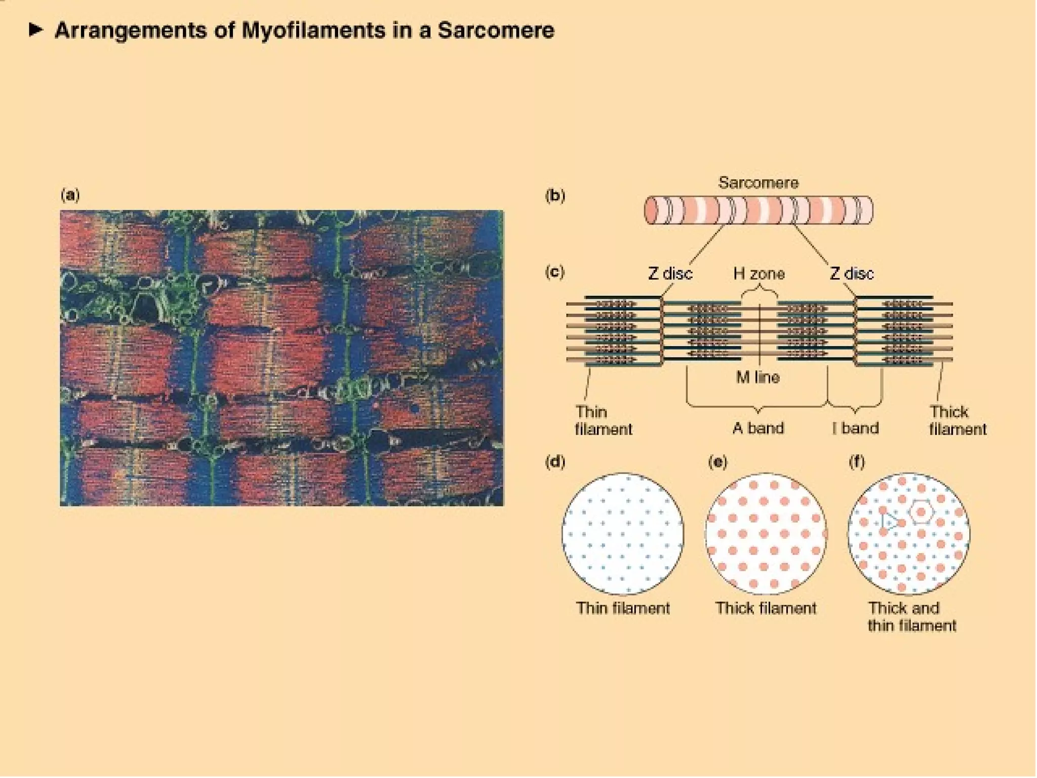 Sliding filament theory muscle contraction | PPT