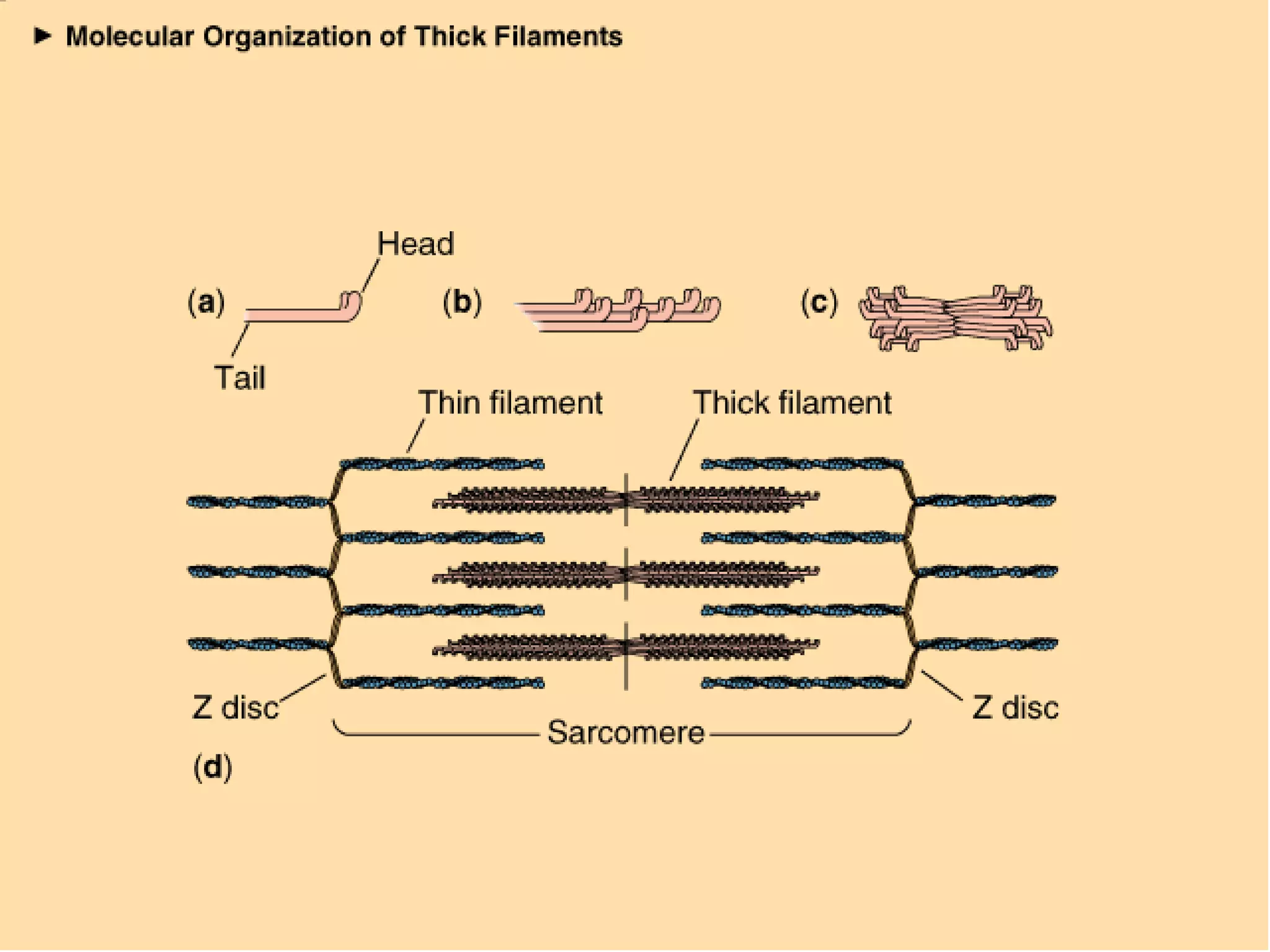 Sliding filament theory muscle contraction | PPT