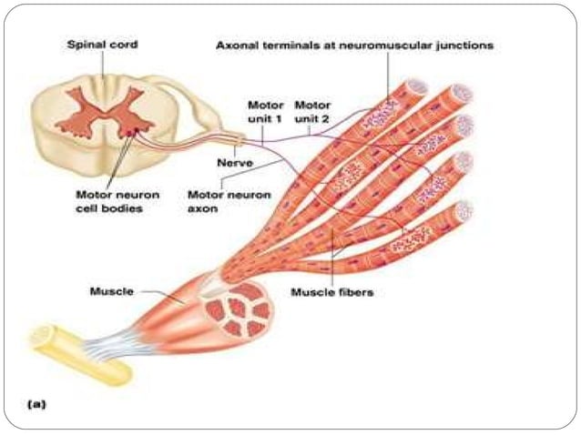 Sliding filament theory muscle contraction | PPT | Biological Sciences ...