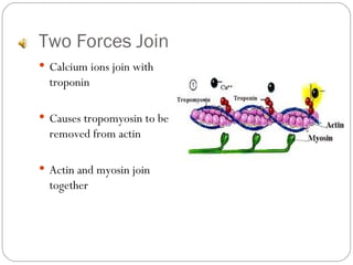 Sliding filament theory muscle contraction | PPT