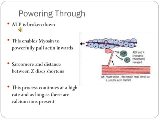 Sliding filament theory muscle contraction | PPT