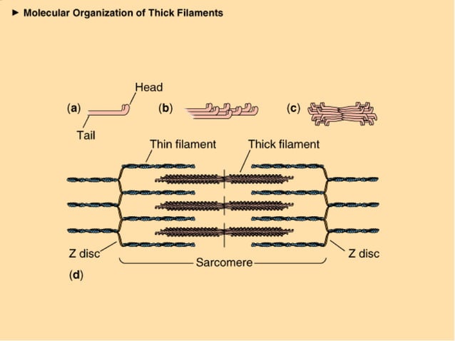 Sliding filament theory muscle contraction | PPT | Biological Sciences ...
