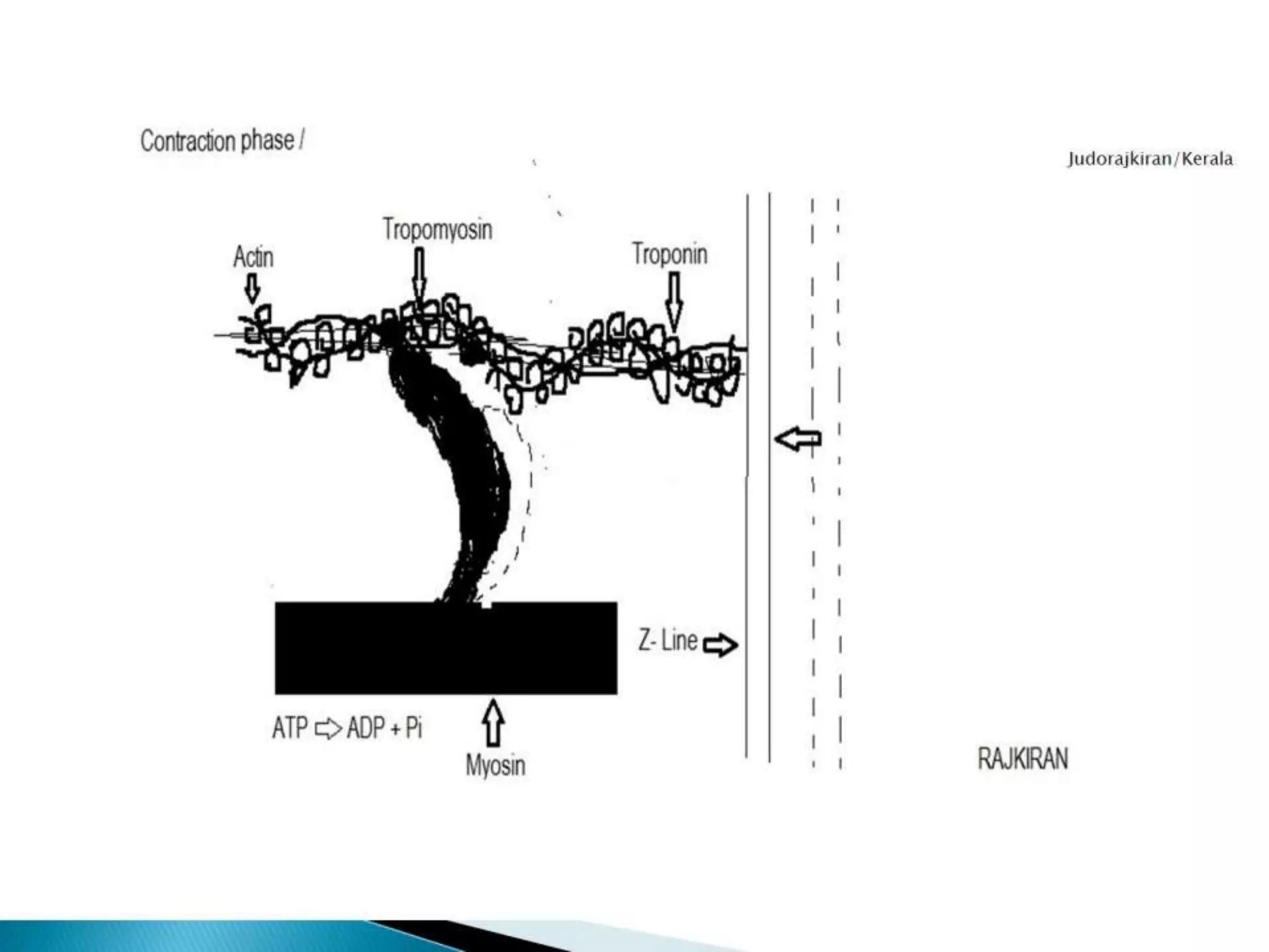 Sliding Filament Theory of Muscular Contraction judorajkiran.pptx