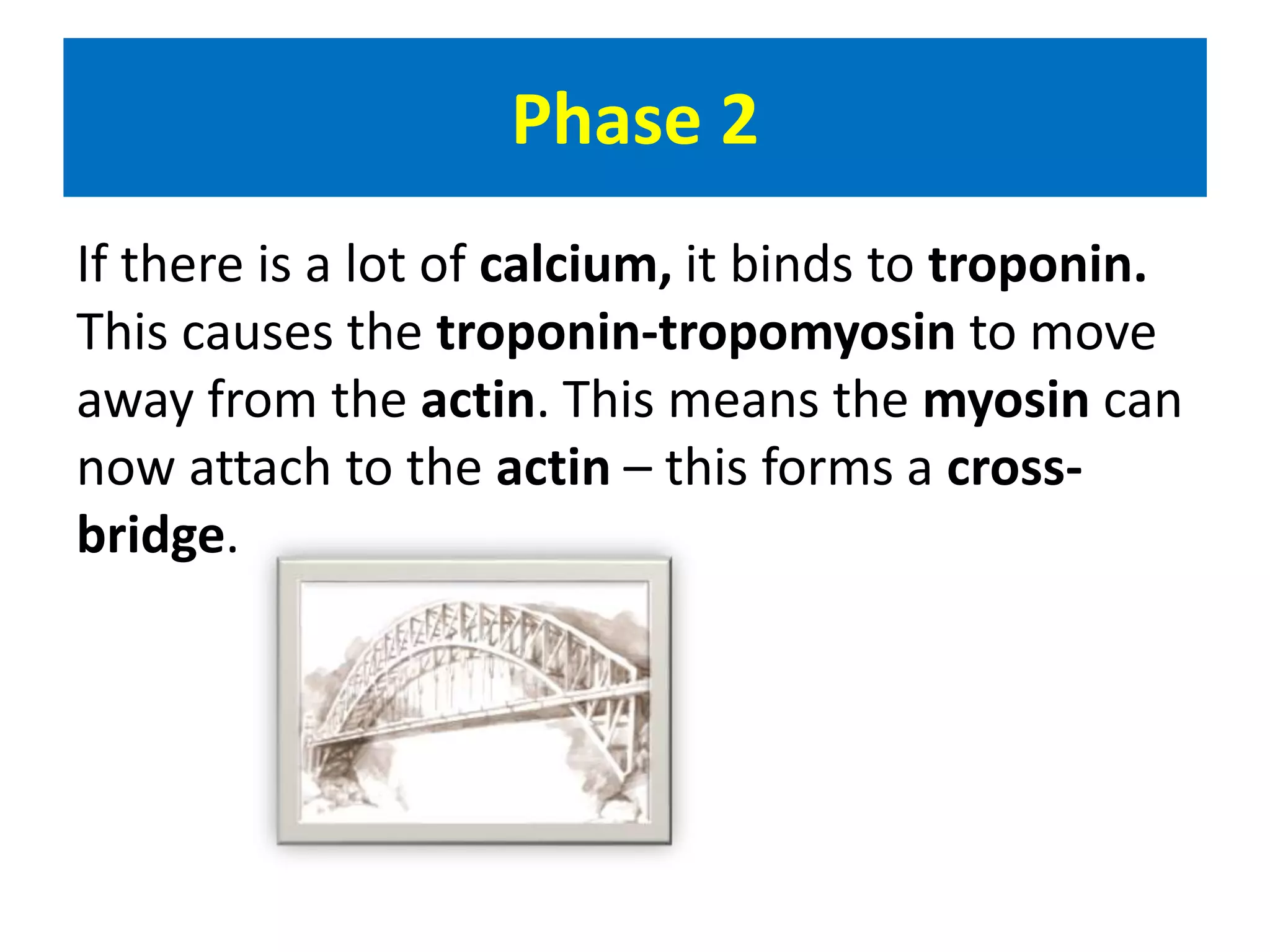Sliding filament theory overview | PPTX