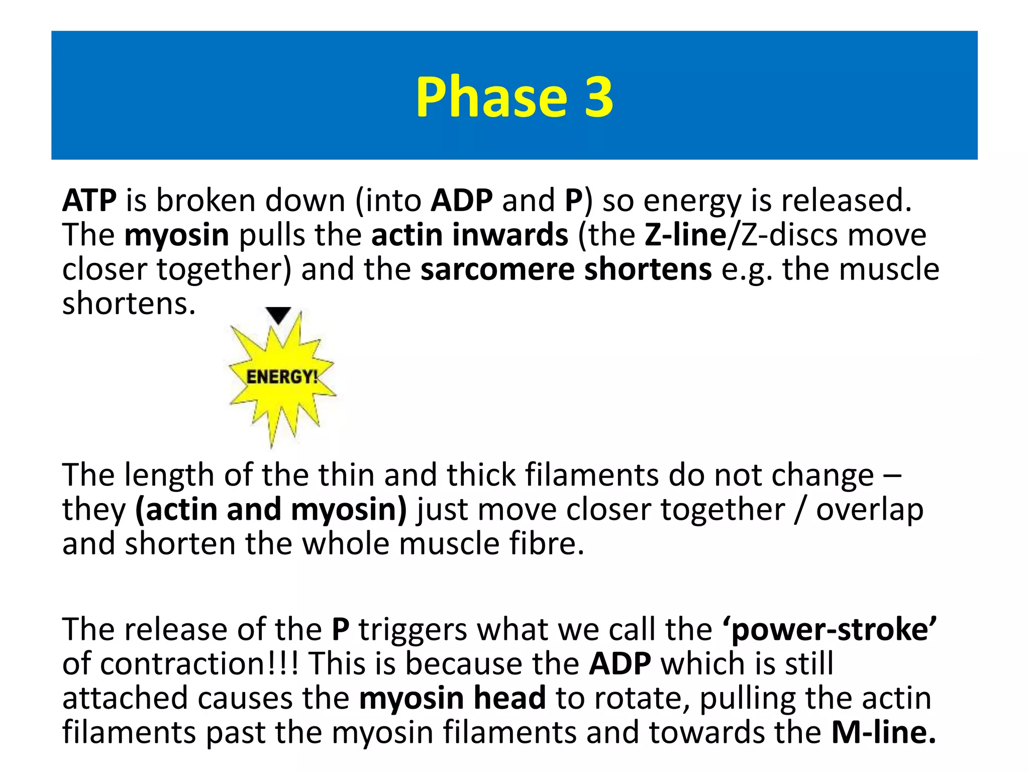 Sliding filament theory overview | PPTX