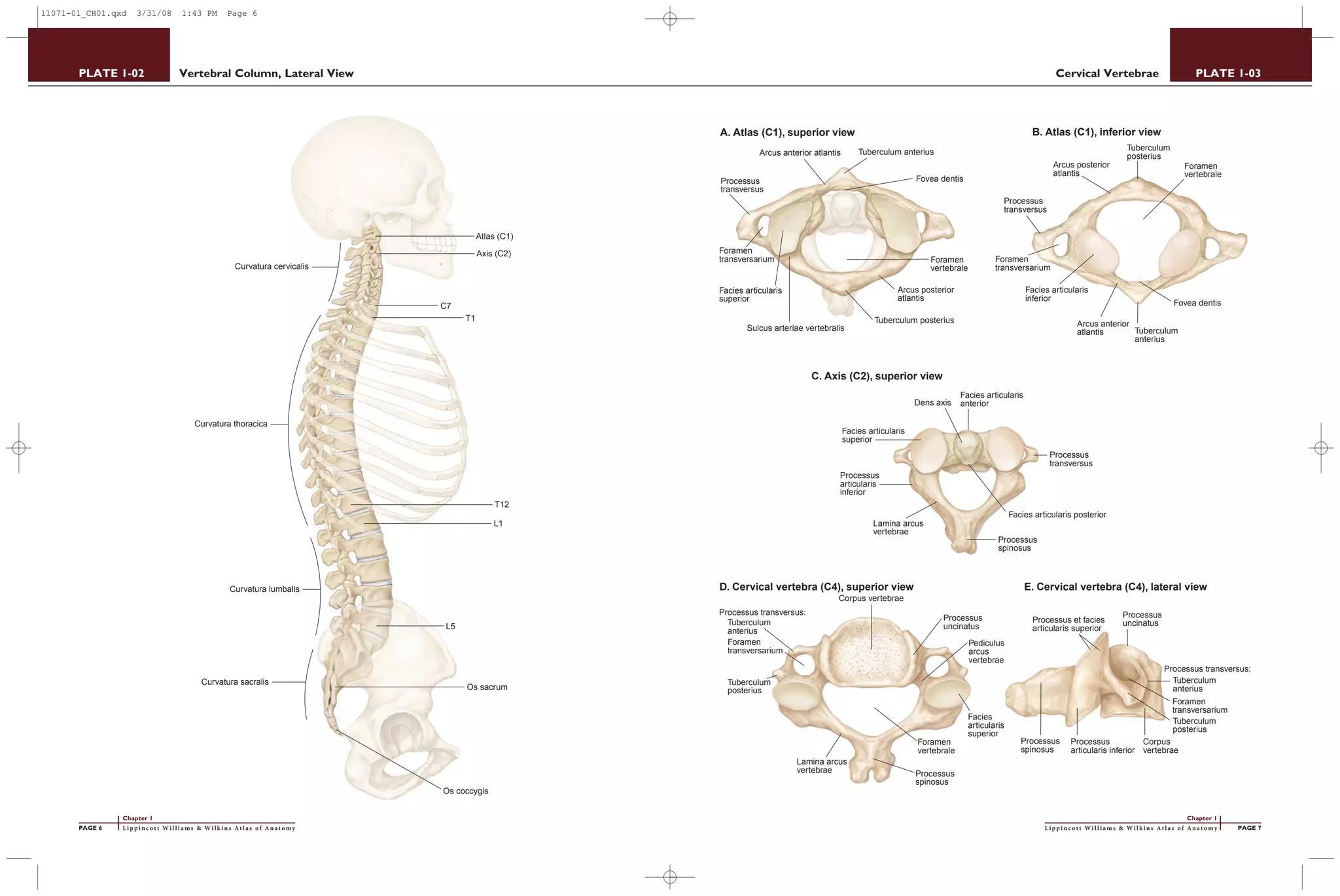 Slike kicmeni stub | PDF