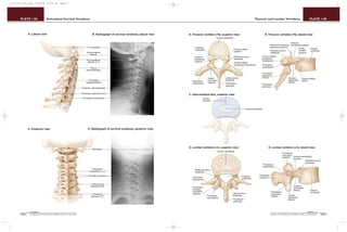 Slike kicmeni stub | PPT