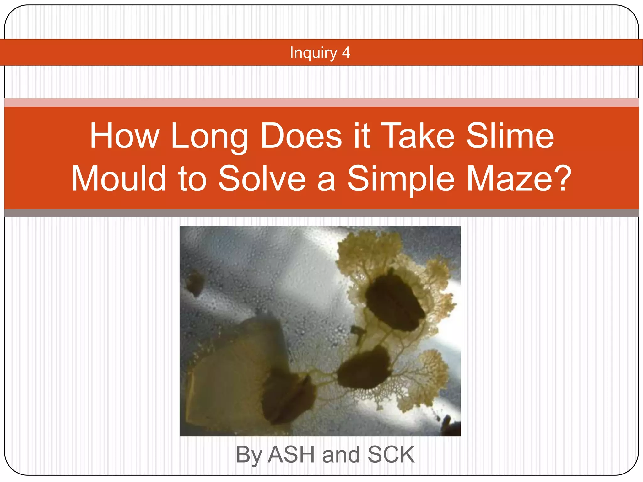 Slime Mould Inquiry | PPTX