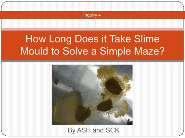 Slime Mould Inquiry | PPT