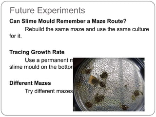 Slime Mould Inquiry | PPTX