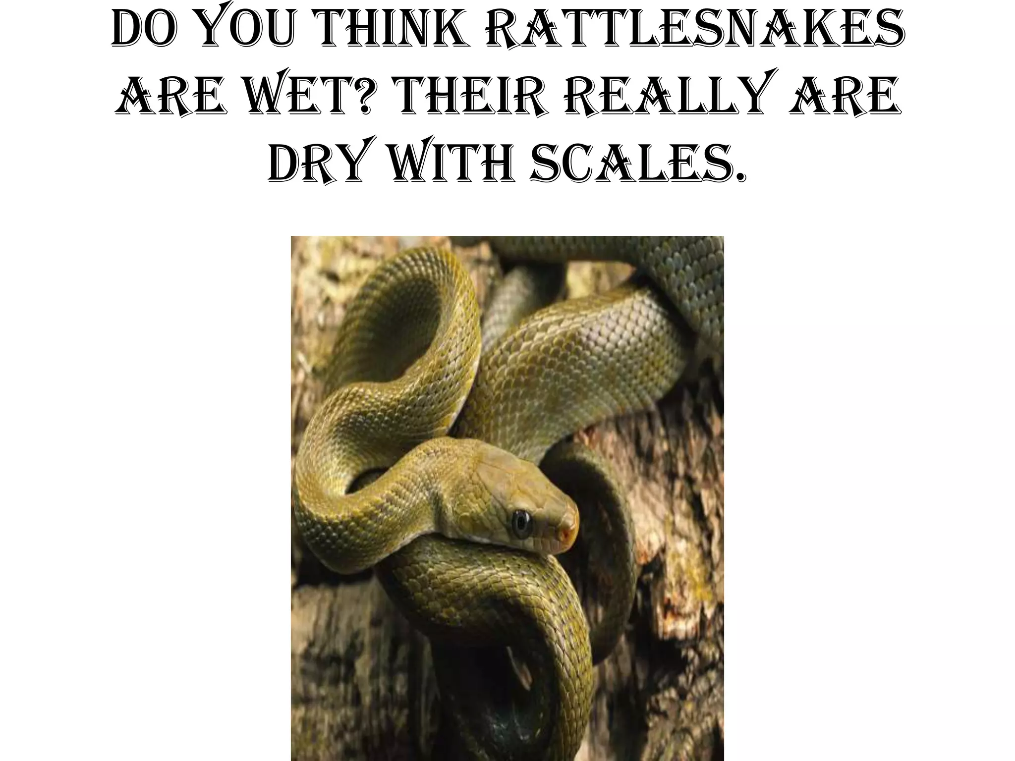 Slithery dry rattlesnakes | PPTX