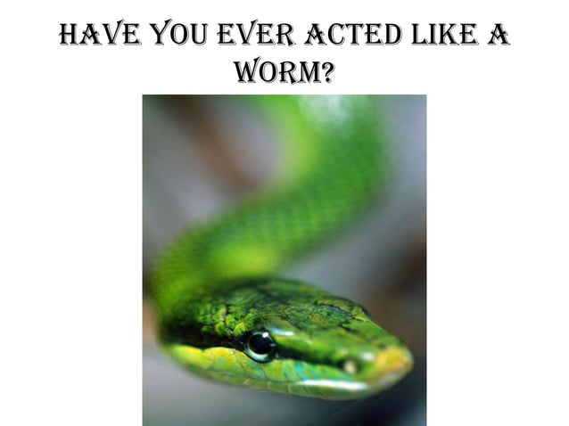 Slithery dry rattlesnakes | PPT