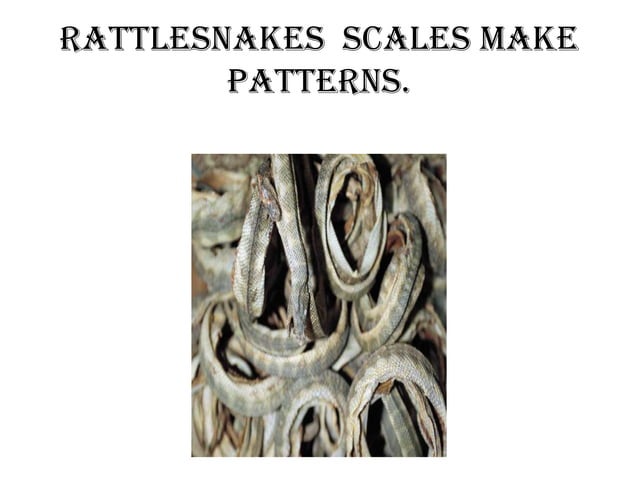 Slithery dry rattlesnakes | PPT