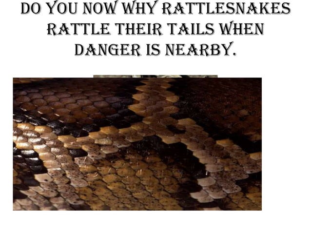 Slithery dry rattlesnakes | PPT